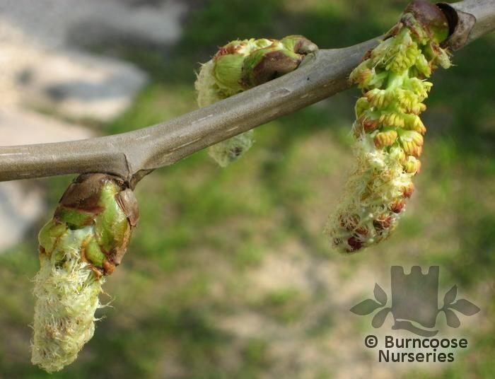 Populus Lasiocarpa from Burncoose Nurseries