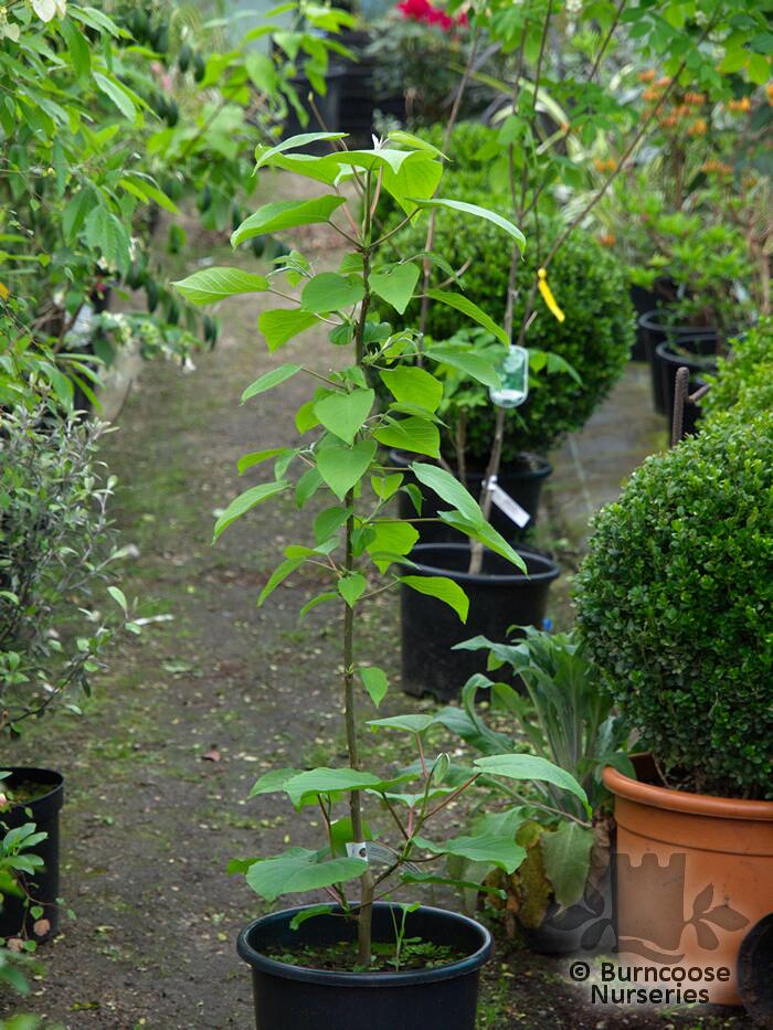 Populus Lasiocarpa from Burncoose Nurseries