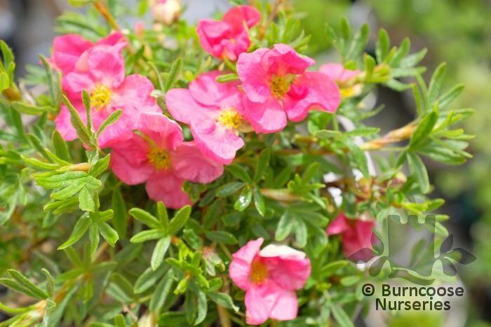 Potentilla Fruticosa 'Bellissima' from Burncoose Nurseries
