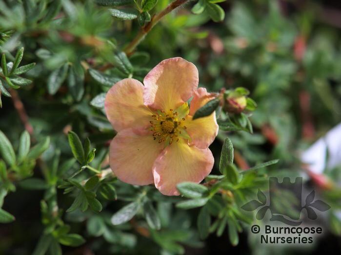 Potentilla from Burncoose Nurseries