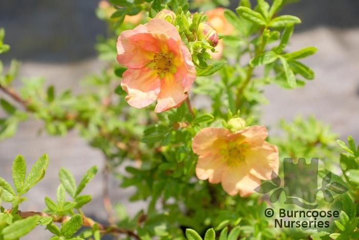Potentilla Fruticosa 'Double Punch Peach' from Burncoose Nurseries