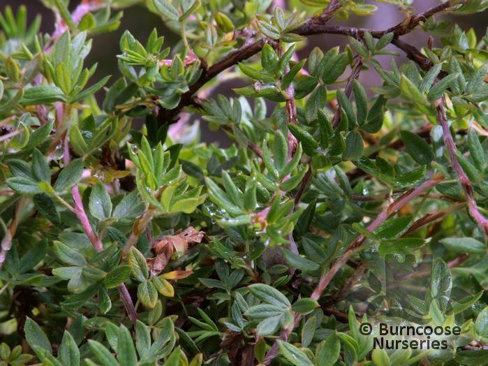 Potentilla Fruticosa 'Elizabeth' from Burncoose Nurseries