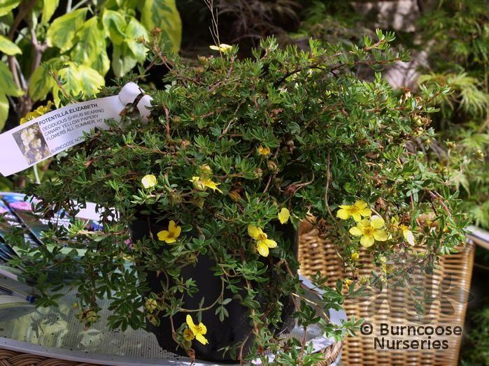 Potentilla Fruticosa 'Elizabeth' from Burncoose Nurseries