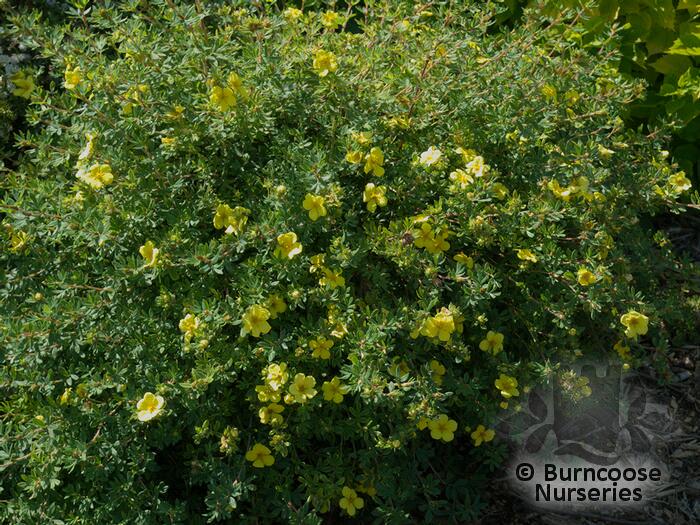 Potentilla from Burncoose Nurseries