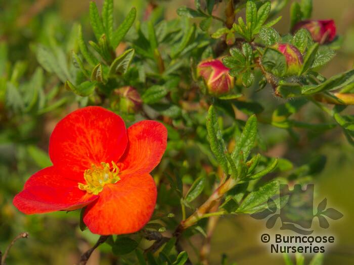 Potentilla Fruticosa 'Red Ace' from Burncoose Nurseries