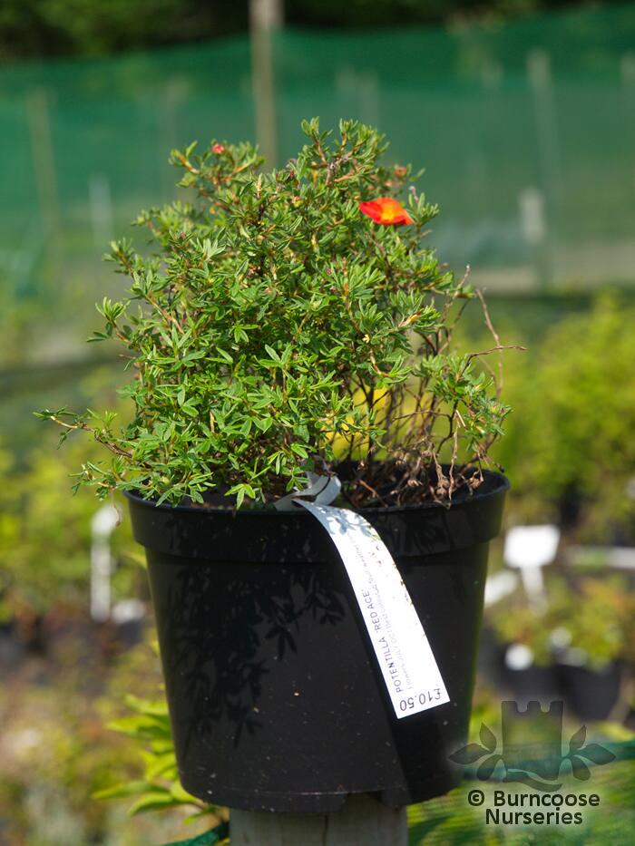 Potentilla Fruticosa 'Red Ace' from Burncoose Nurseries