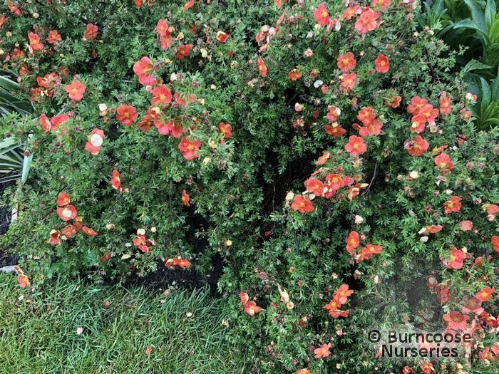 Potentilla Fruticosa 'Red Ace' from Burncoose Nurseries