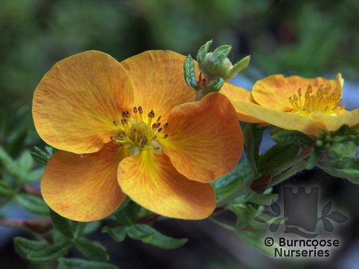 Potentilla Fruticosa 'Sunset' from Burncoose Nurseries