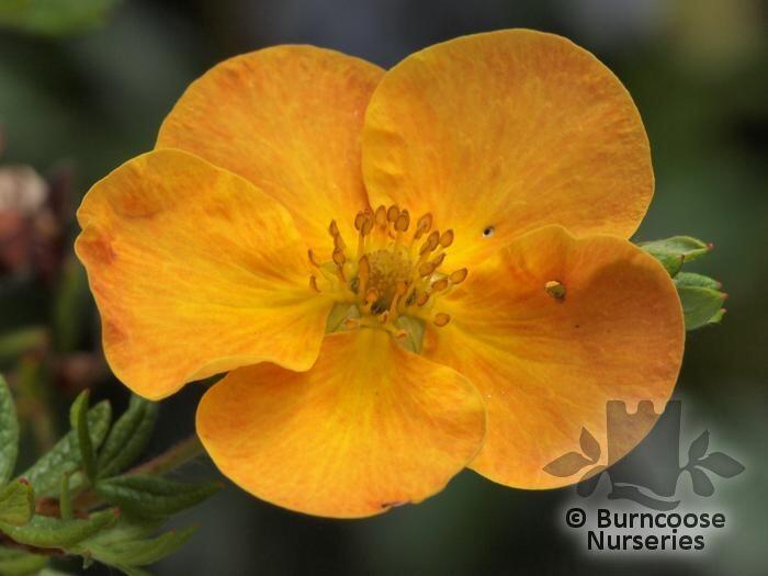 Potentilla Fruticosa 'Sunset' from Burncoose Nurseries