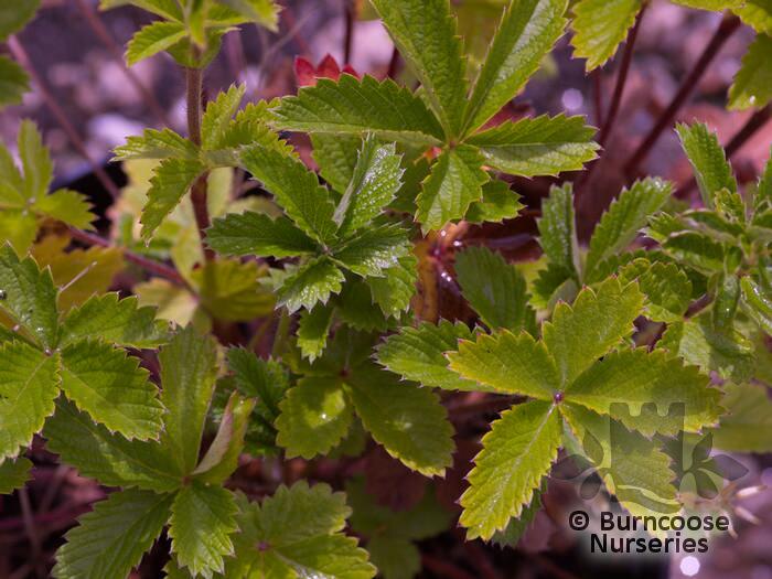 Potentilla 'Gibson'S Scarlet' from Burncoose Nurseries Herbaceous forms
