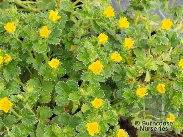 Potentilla Megalantha from Burncoose Nurseries Herbaceous forms