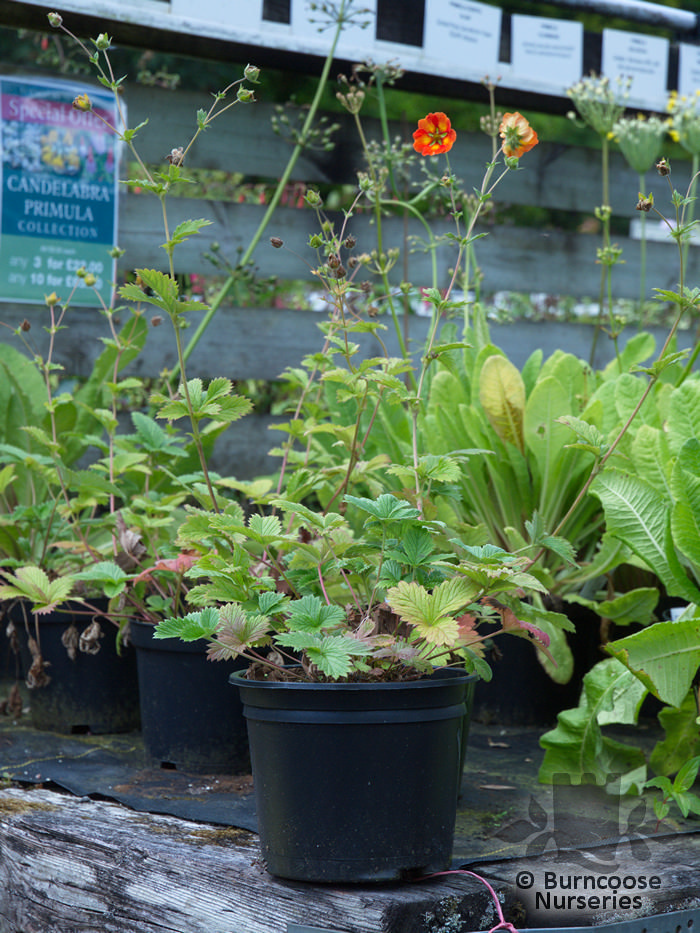 Potentilla 'William Rollison' from Burncoose Nurseries Herbaceous forms