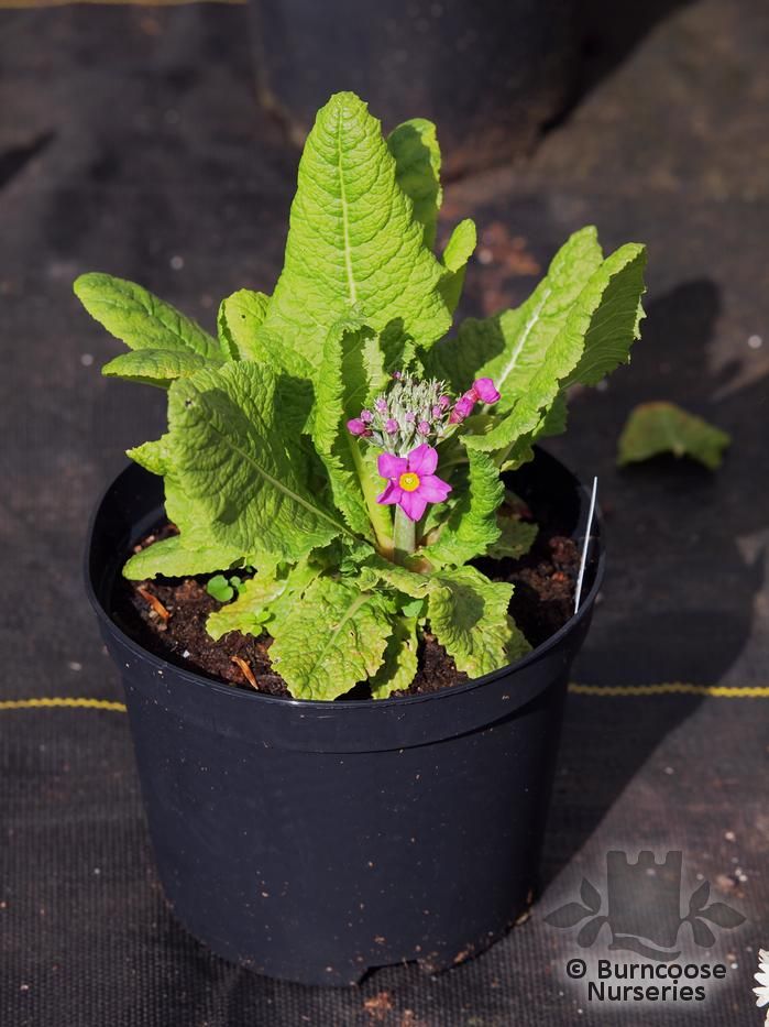 Primula Beesiana from Burncoose Nurseries CANDELABRA TYPES
