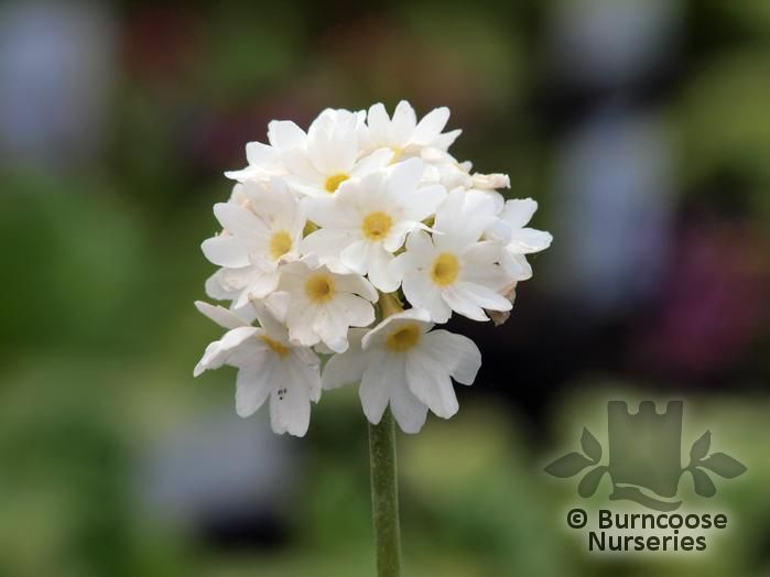 Primula Denticulata Alba from Burncoose Nurseries OTHER PRIMULAS
