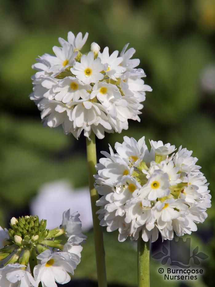 Primula Denticulata Alba from Burncoose Nurseries OTHER PRIMULAS