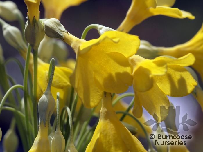Primula Helodoxa from Burncoose Nurseries CANDELABRA TYPES