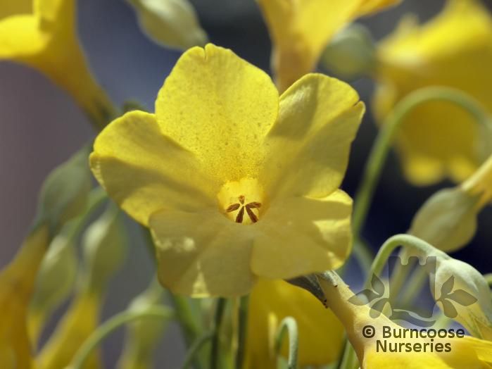 Primula Helodoxa from Burncoose Nurseries CANDELABRA TYPES