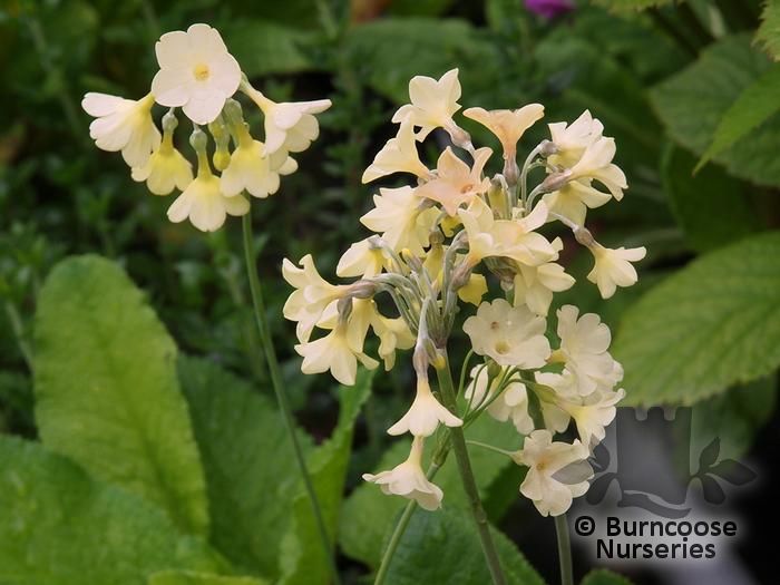 Primula Sikkimensis from Burncoose Nurseries OTHER PRIMULAS
