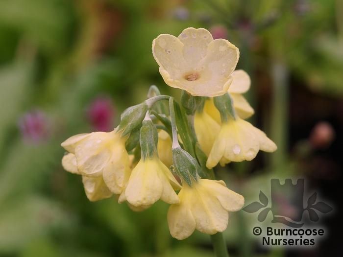 Primula Sikkimensis from Burncoose Nurseries OTHER PRIMULAS