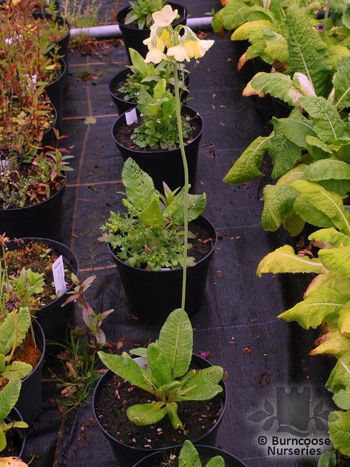 Primula Sikkimensis from Burncoose Nurseries OTHER PRIMULAS