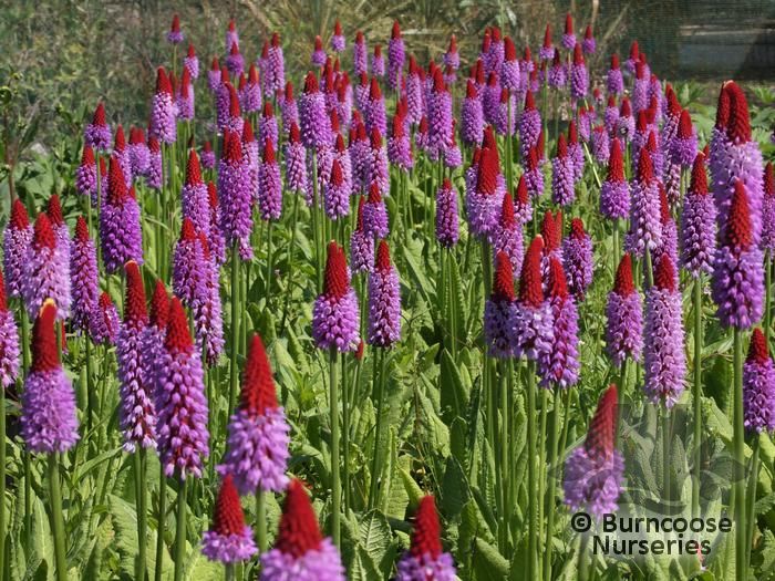 Primula from Burncoose Nurseries - Page 1