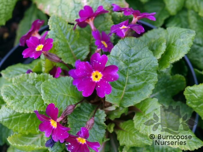 Primula 'Wanda' from Burncoose Nurseries OTHER PRIMULAS