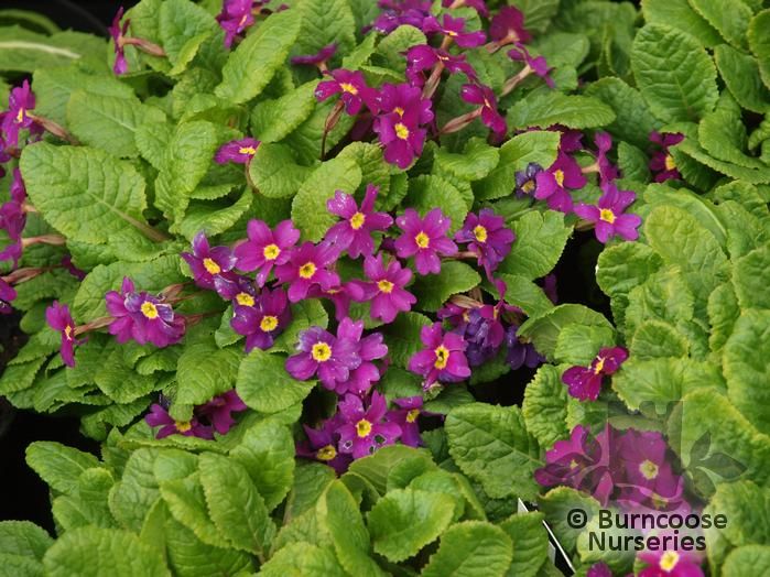 Primula 'Wanda' from Burncoose Nurseries OTHER PRIMULAS
