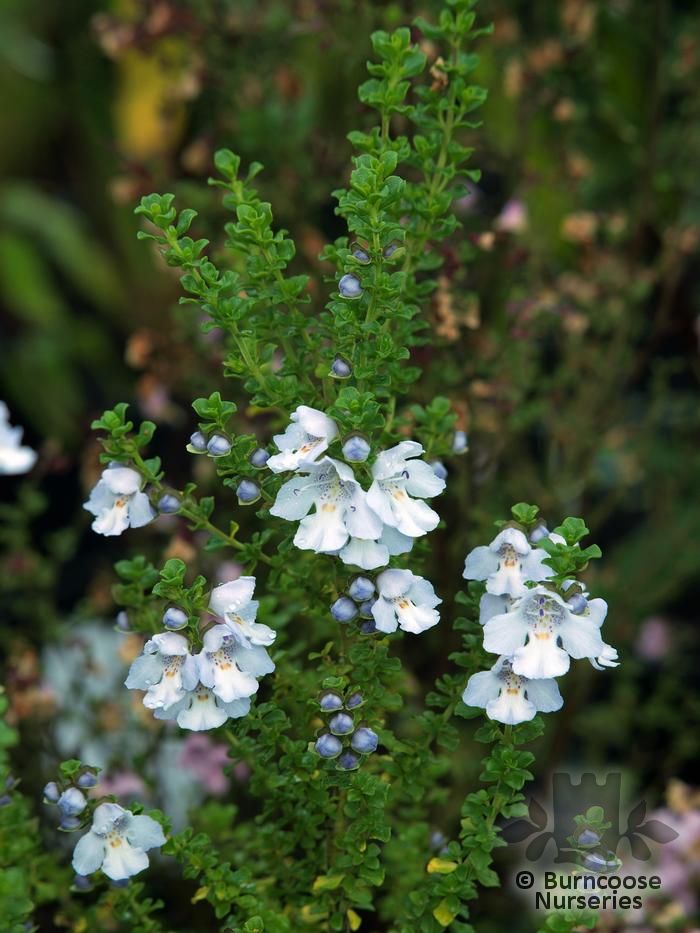 Prostanthera Cuneata from Burncoose Nurseries
