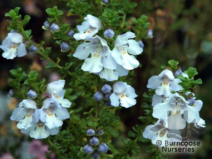 Prostanthera Cuneata from Burncoose Nurseries