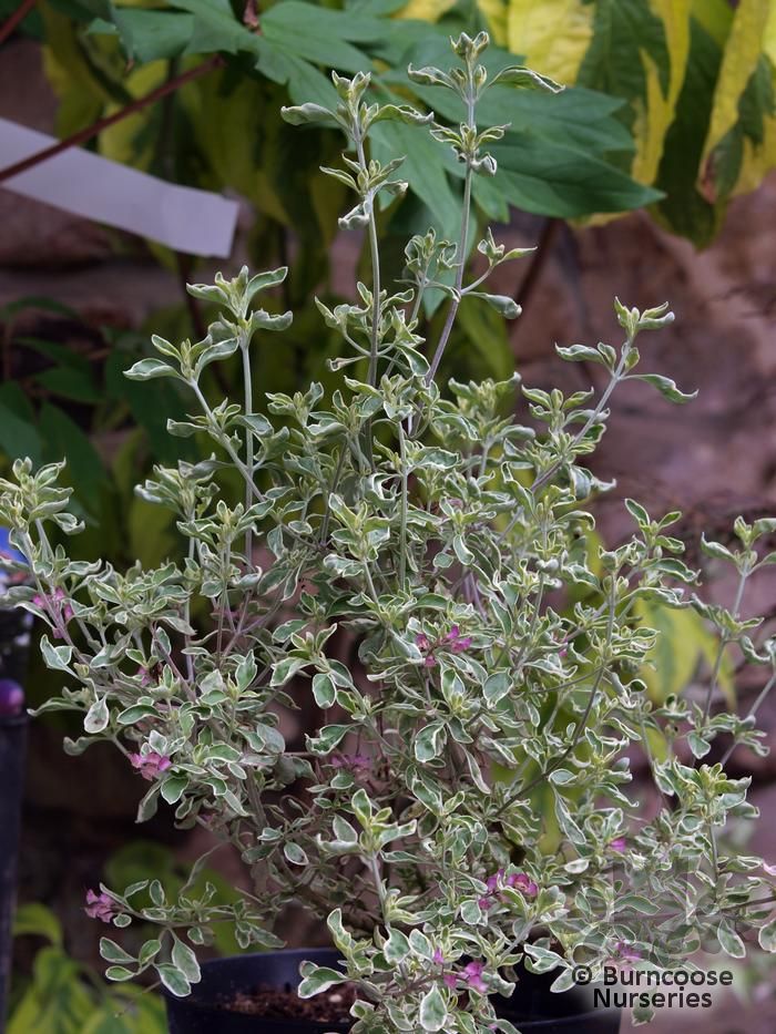 Prostanthera Ovalifolia 'Variegata' from Burncoose Nurseries