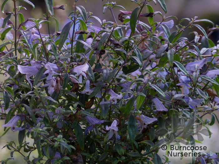Prostanthera from Burncoose Nurseries