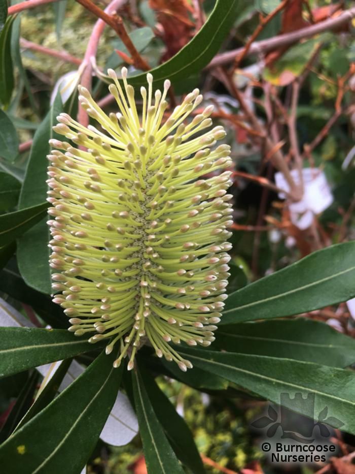 Protea Banksia Integrifolia from Burncoose Nurseries