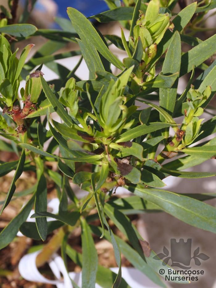 Protea Protea 'Clark'S Red' from Burncoose Nurseries