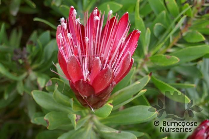 Protea Protea 'Clark'S Red' from Burncoose Nurseries