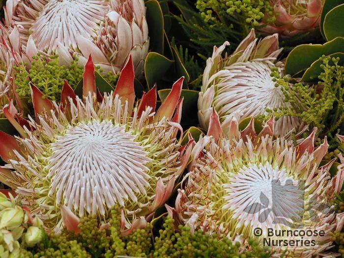 Protea Protea Cynaroides from Burncoose Nurseries