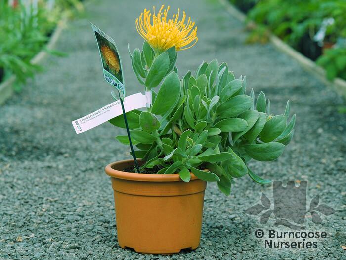 Protea Leucospermum 'Carnival Copper' from Burncoose Nurseries