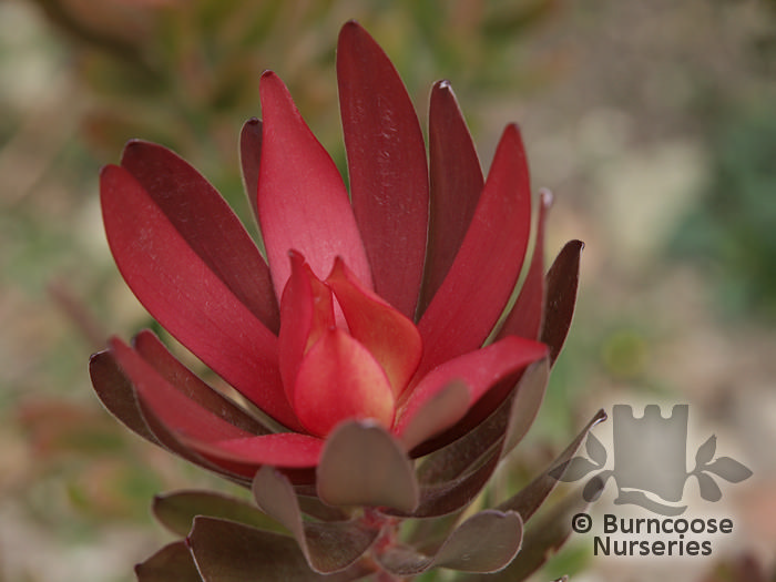Protea Leucadendron 'Safari Sunset' from Burncoose Nurseries