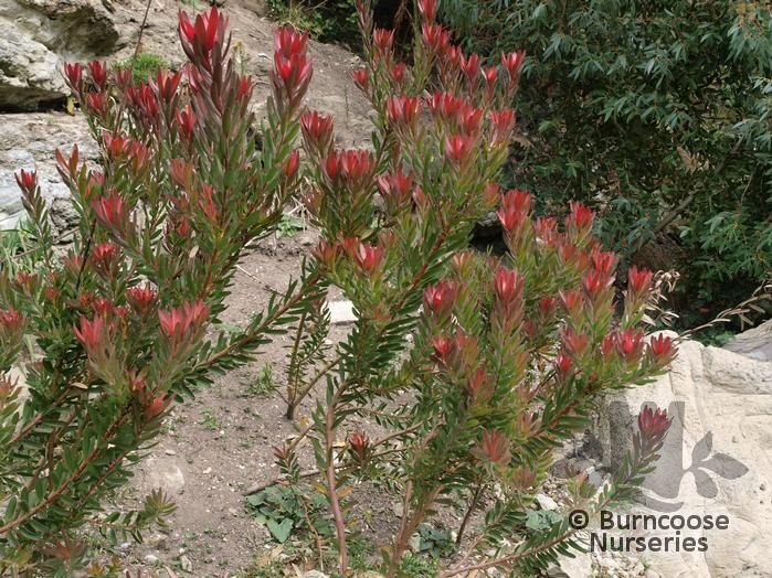Protea Leucadendron 'Safari Sunset' from Burncoose Nurseries