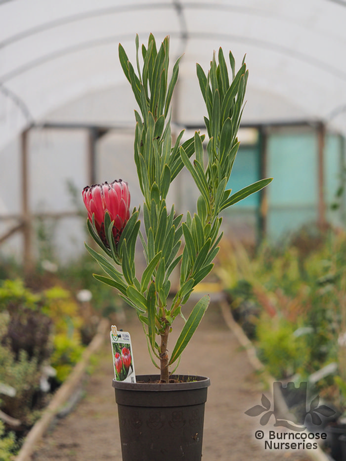 Protea Protea 'Tasman Ruby' from Burncoose Nurseries