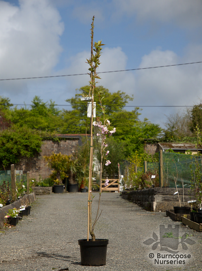 Prunus 'Amanogawa' from Burncoose Nurseries FLOWERING CHERRIES
