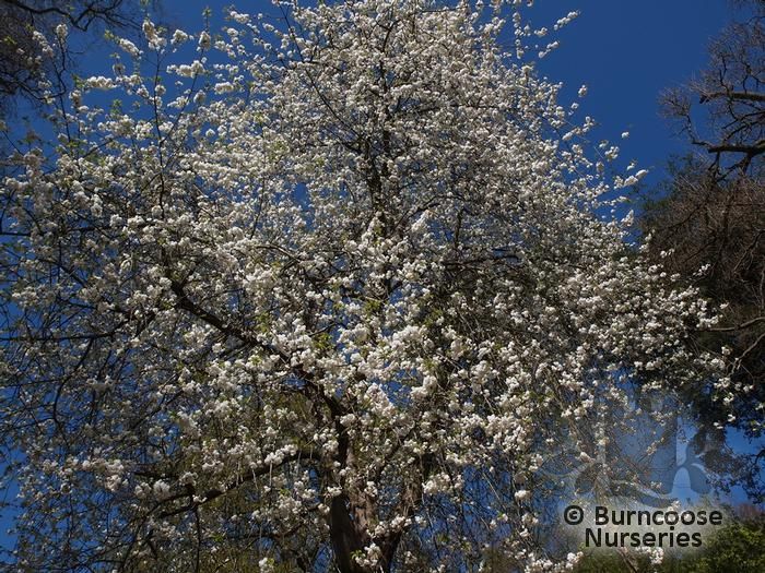 Prunus Avium 'Plena' from Burncoose Nurseries FLOWERING CHERRIES