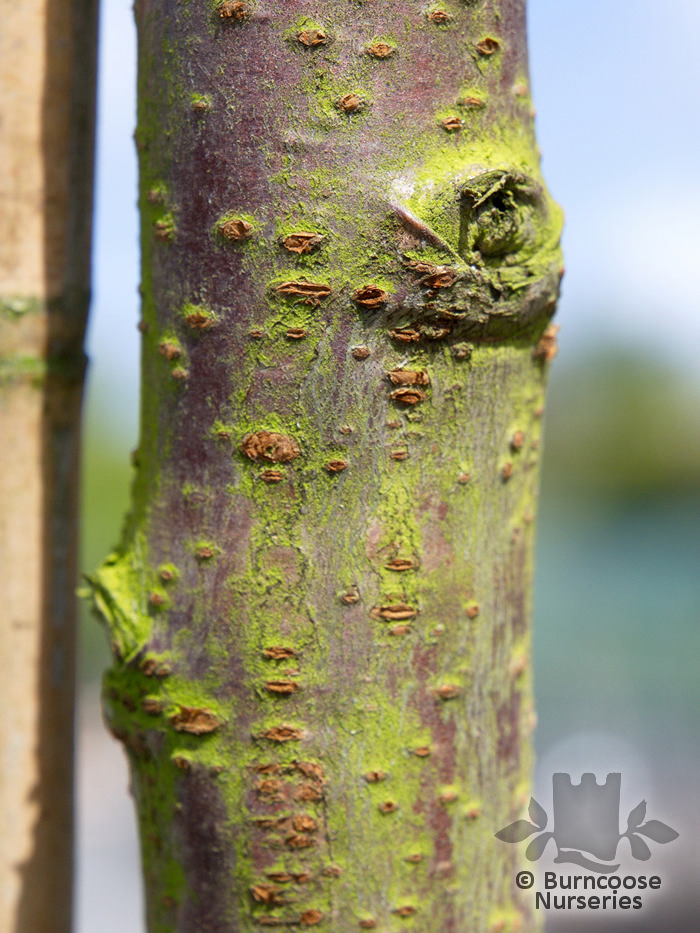 Prunus Avium 'Plena' from Burncoose Nurseries FLOWERING CHERRIES