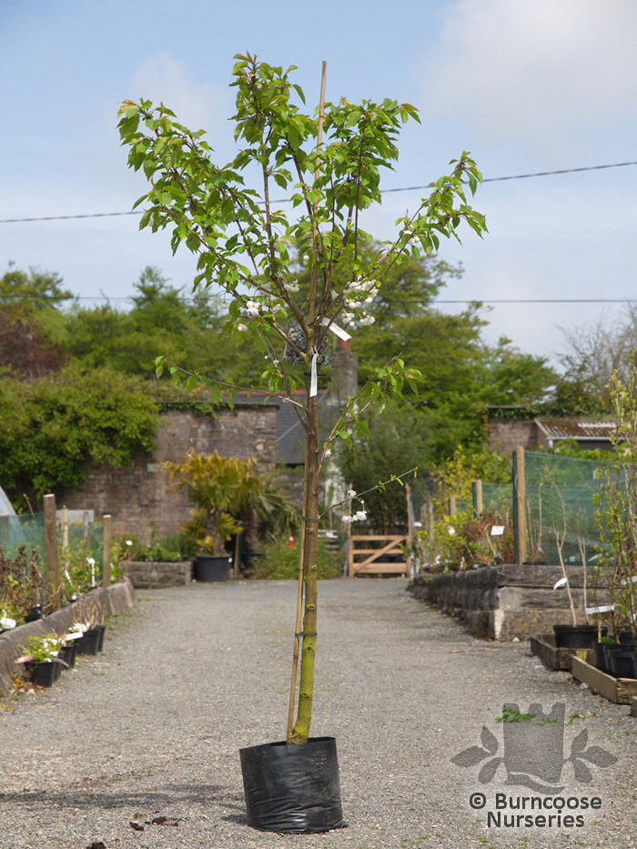 Prunus Avium 'Plena' from Burncoose Nurseries FLOWERING CHERRIES