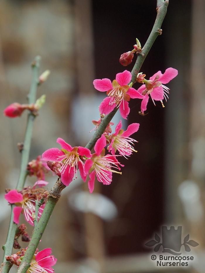Prunus Mume 'Beni-Chidori' from Burncoose Nurseries FRUITING CHERRIES