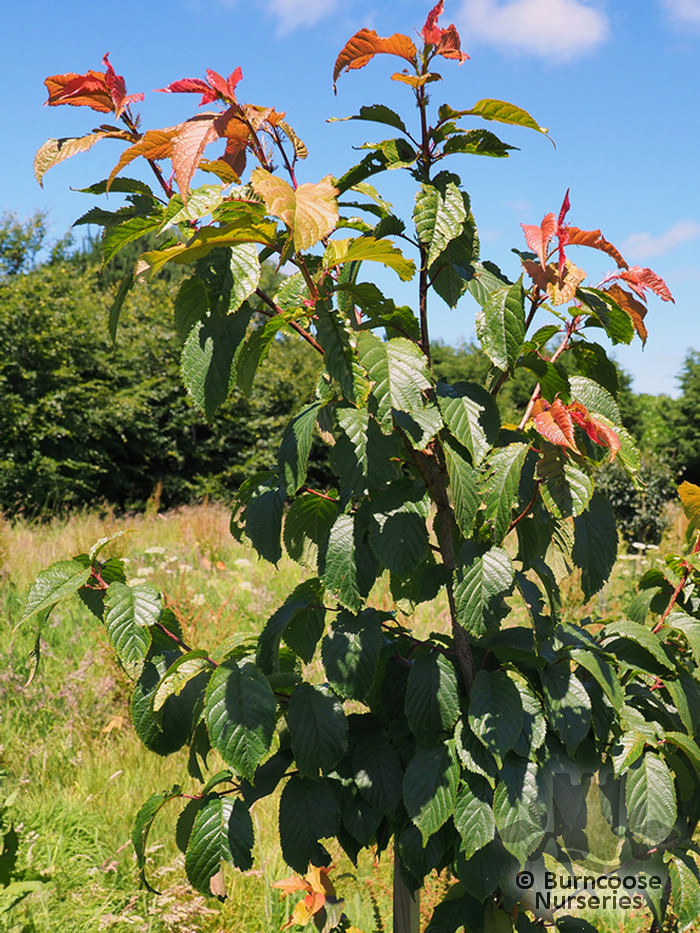 Prunus 'Collingwood Ingram' from Burncoose Nurseries FLOWERING CHERRIES