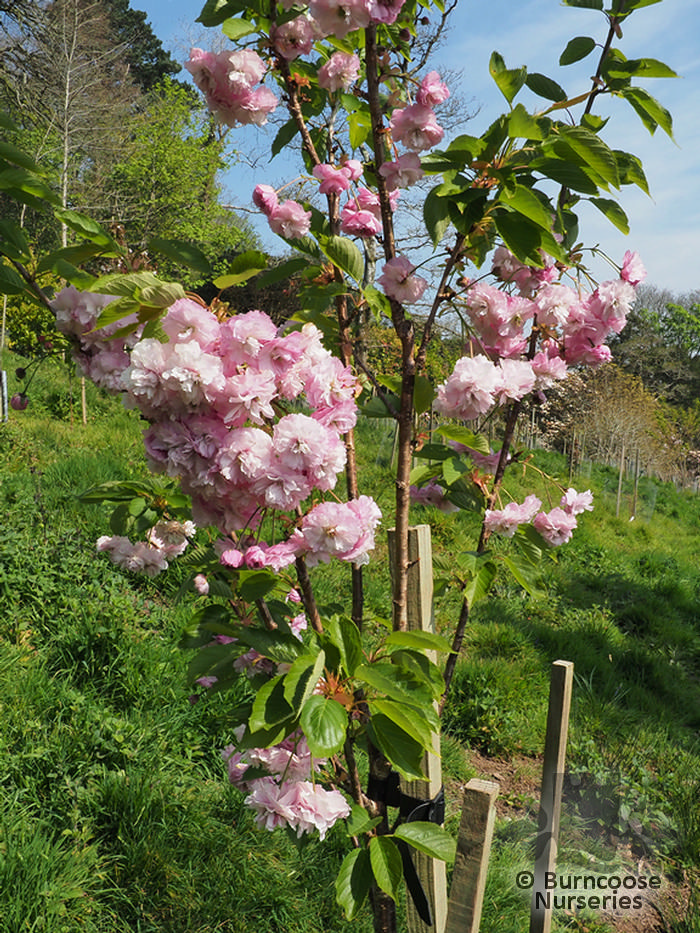 Prunus 'Daikoku' from Burncoose Nurseries MATSUMAE FLOWERING CHERRIES