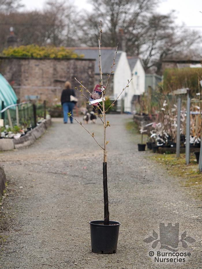 Prunus 'Daikoku' from Burncoose Nurseries MATSUMAE FLOWERING CHERRIES