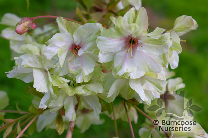 Prunus 'Gyoiko' from Burncoose Nurseries MATSUMAE FLOWERING CHERRIES