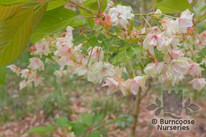 Prunus 'Gyoiko' from Burncoose Nurseries MATSUMAE FLOWERING CHERRIES