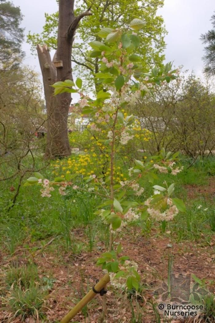 Prunus 'Gyoiko' from Burncoose Nurseries MATSUMAE FLOWERING CHERRIES